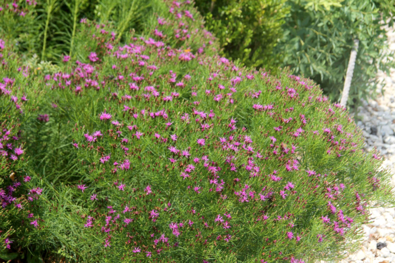 Great Underused Perennials for the Mid-Atlantic States - Fernhill ...